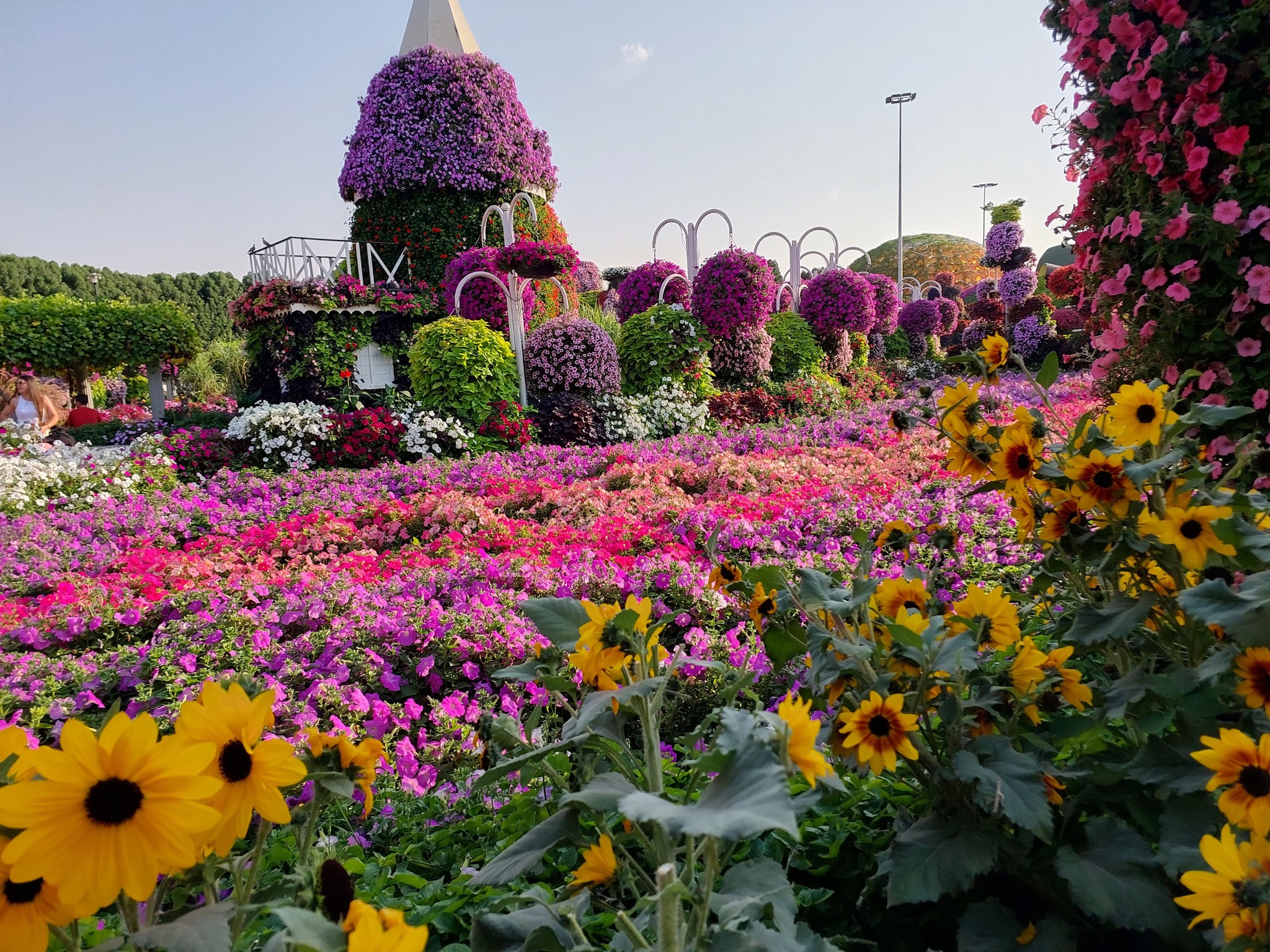 মরুভূমিতেও ফুল! - Shariful Hasan